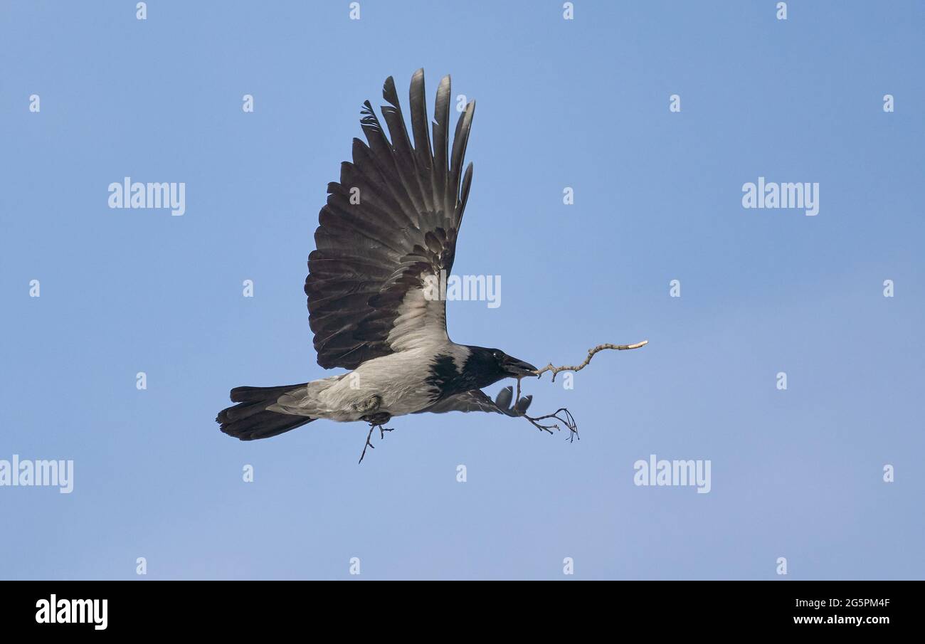 Crow with nesting material for nest building hi-res stock photography ...