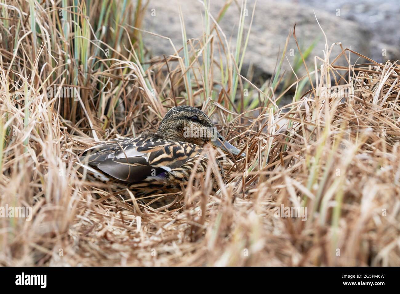 duck nest in dry grass Stock Photo - Alamy
