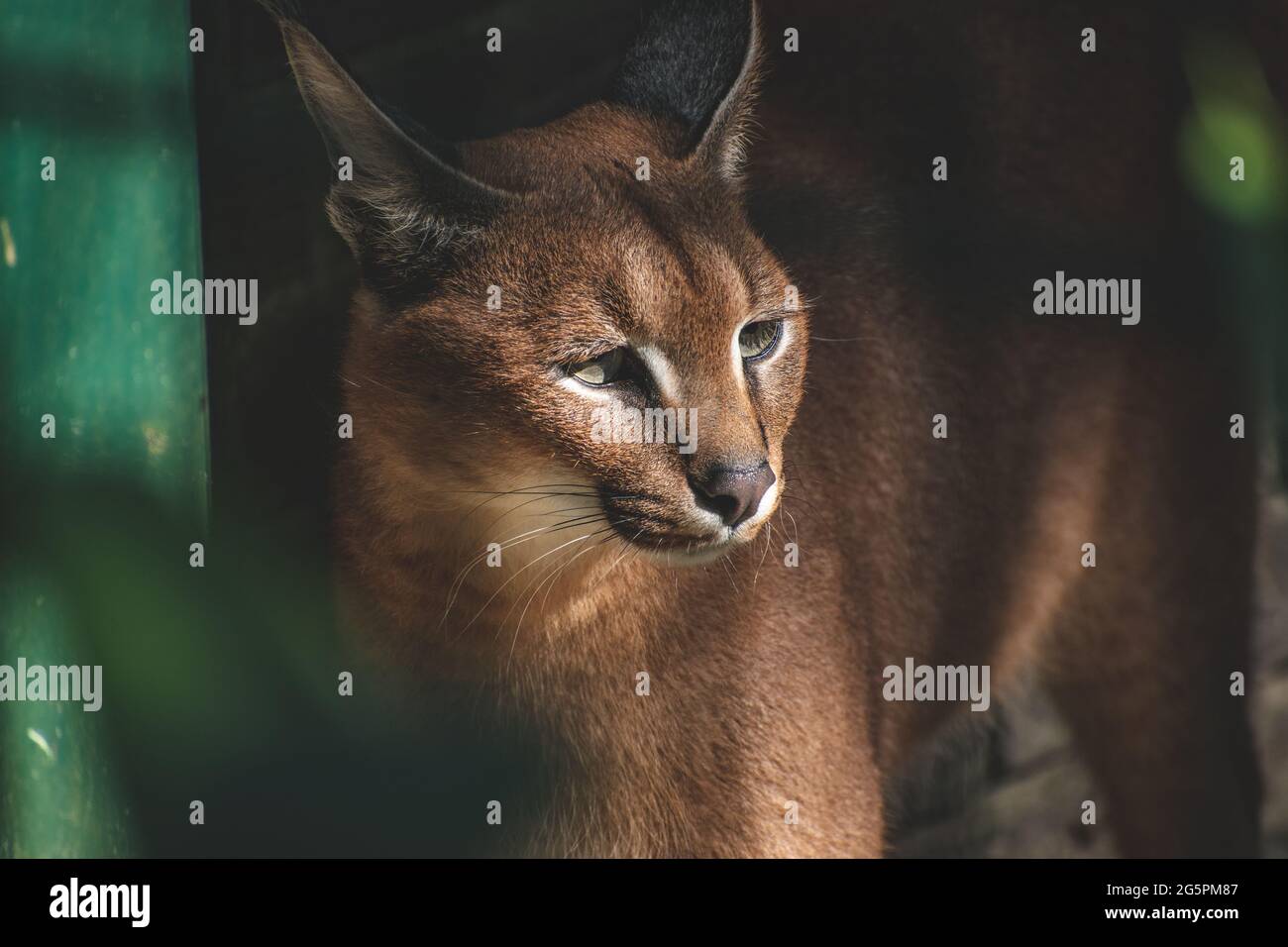 Caracal wild cat ears hi-res stock photography and images - Alamy