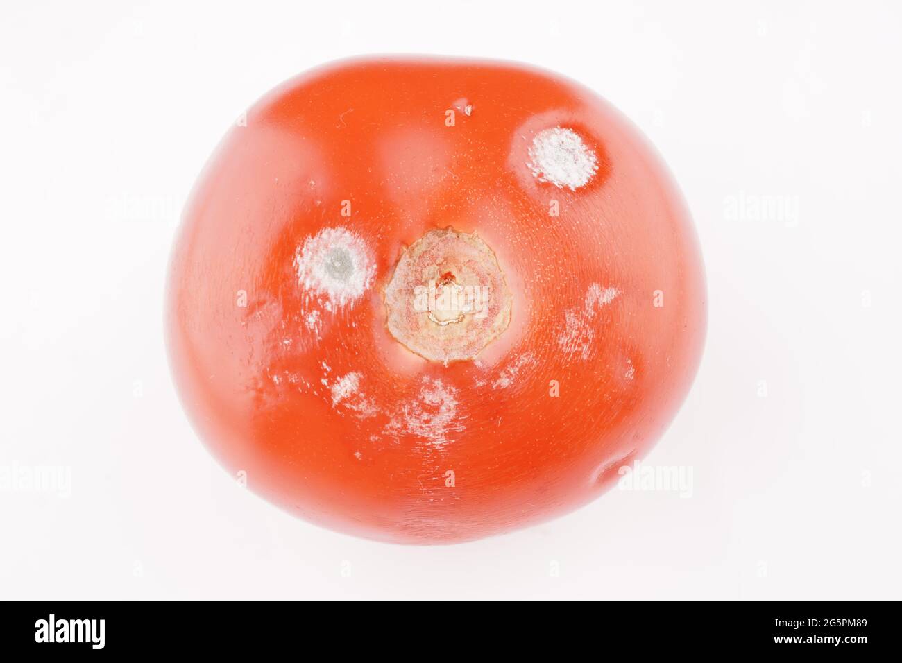 tomato with mold on a white background Stock Photo - Alamy