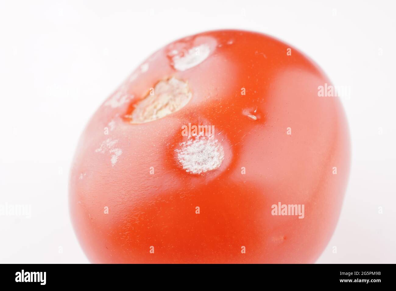 tomato with mold on a white background Stock Photo - Alamy