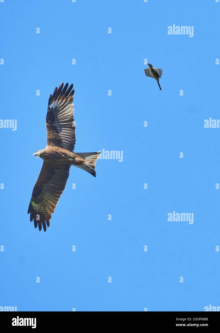 bird thrush chasing a kite Stock Photo - Alamy