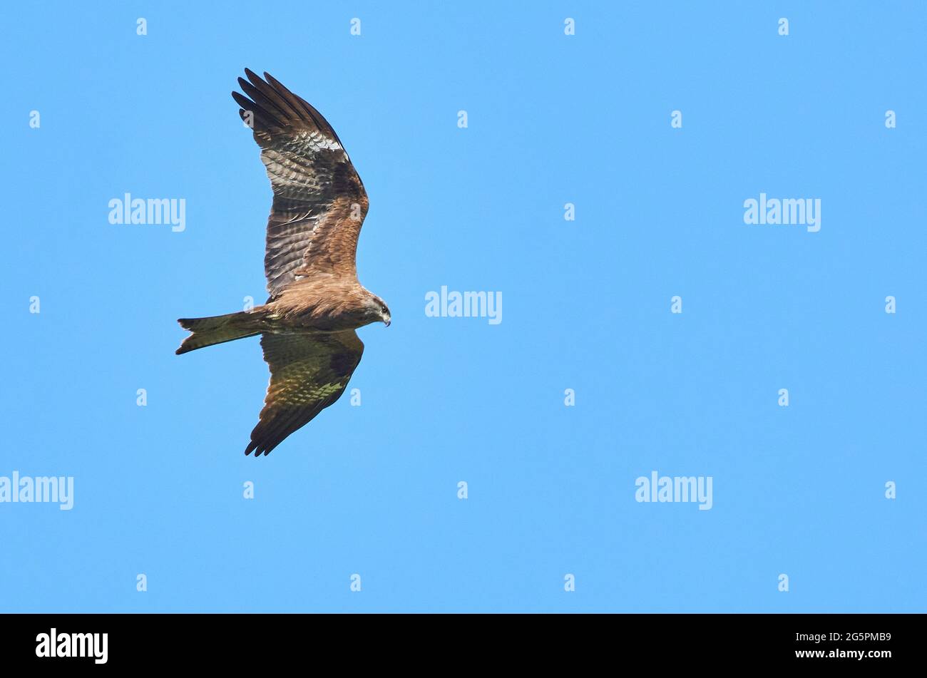 kite bird flying in the sky Stock Photo - Alamy