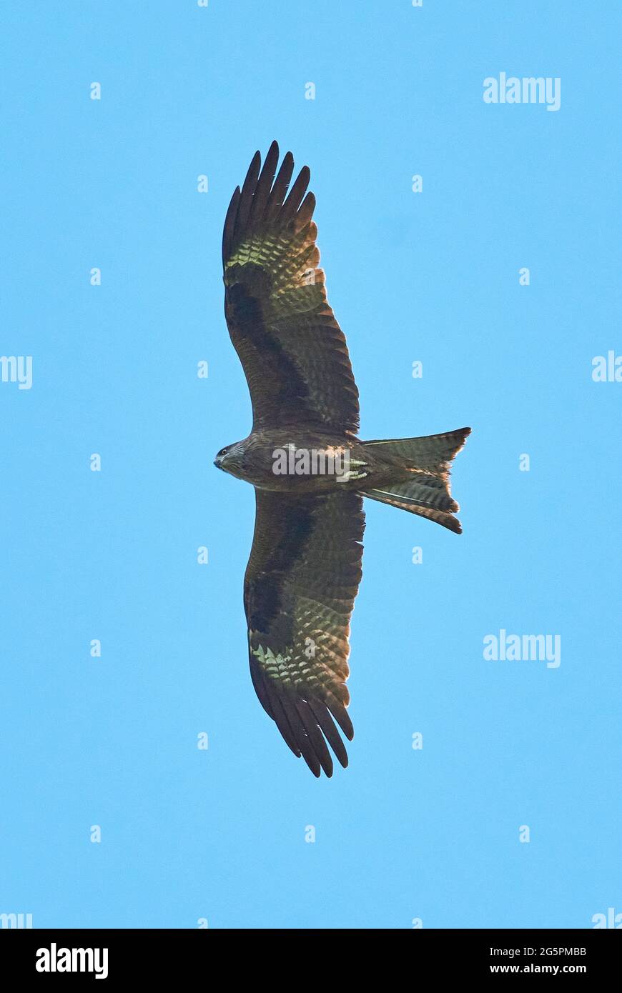 kite bird flying in the sky Stock Photo - Alamy