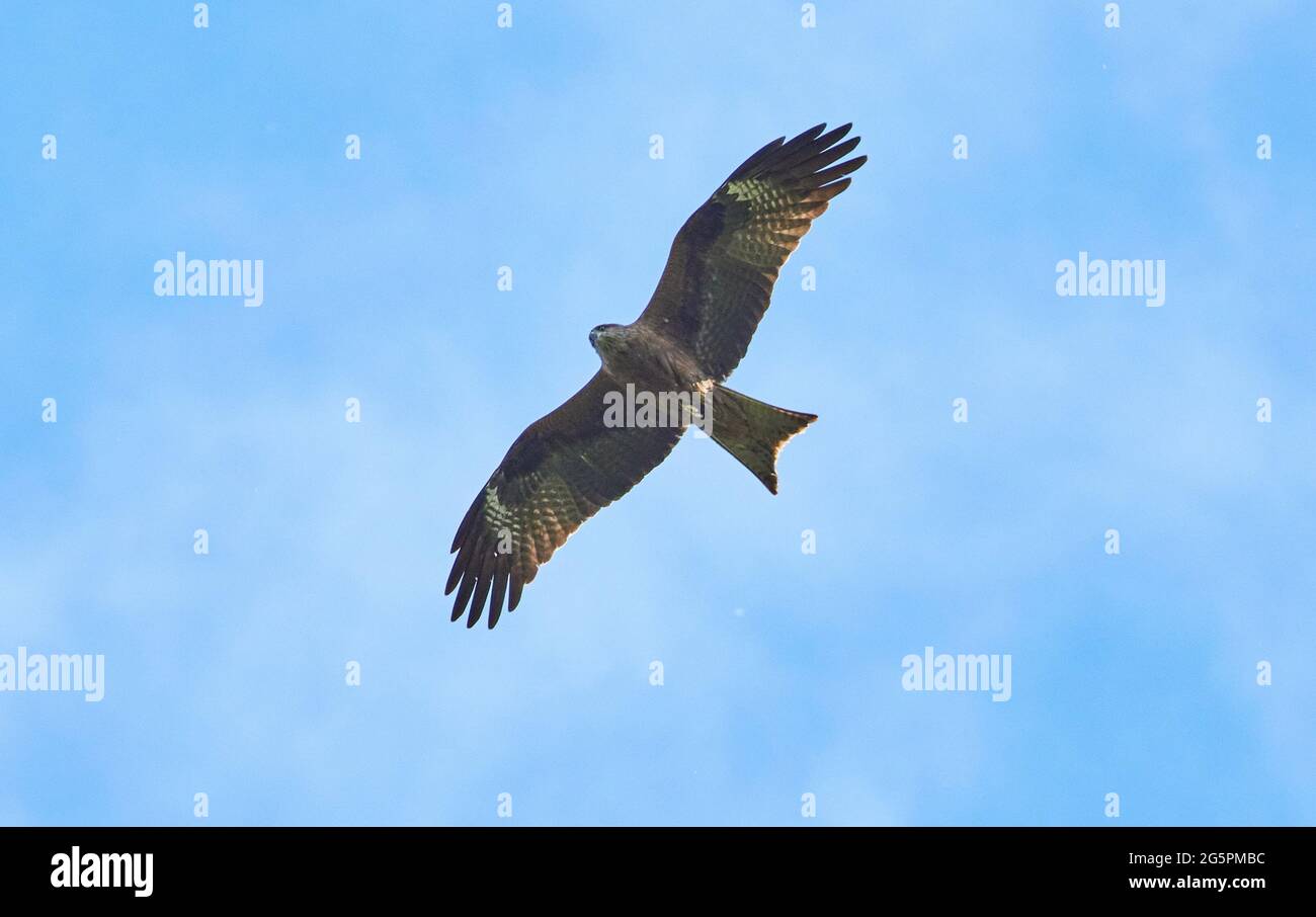kite bird flying in the sky Stock Photo - Alamy