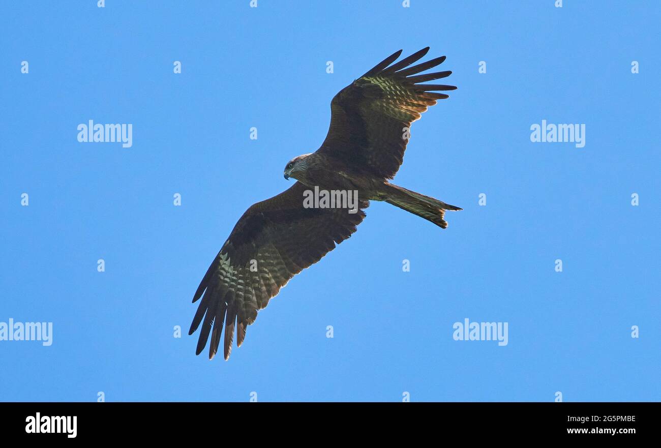 kite bird flying in the sky Stock Photo - Alamy