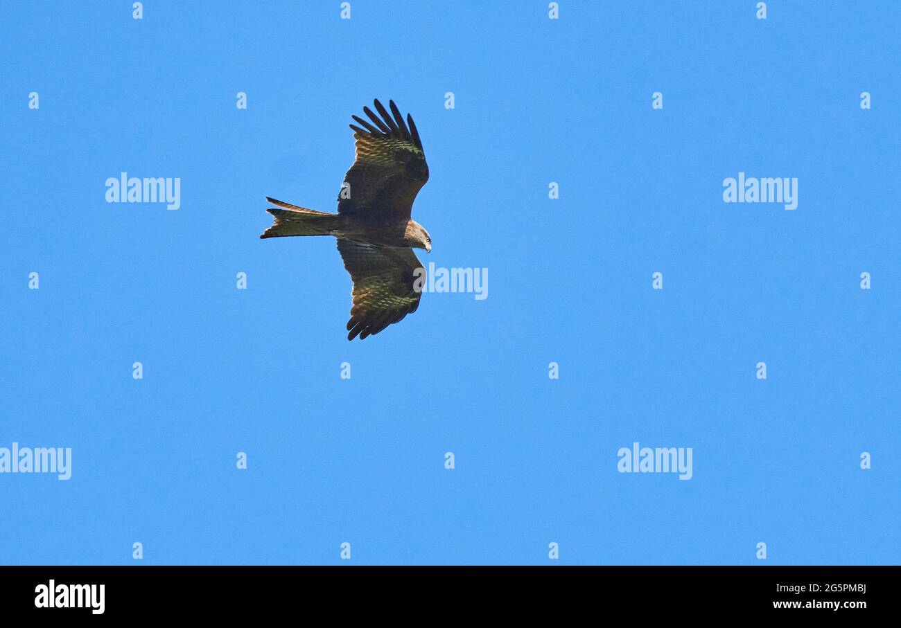 kite bird flying in the sky Stock Photo - Alamy