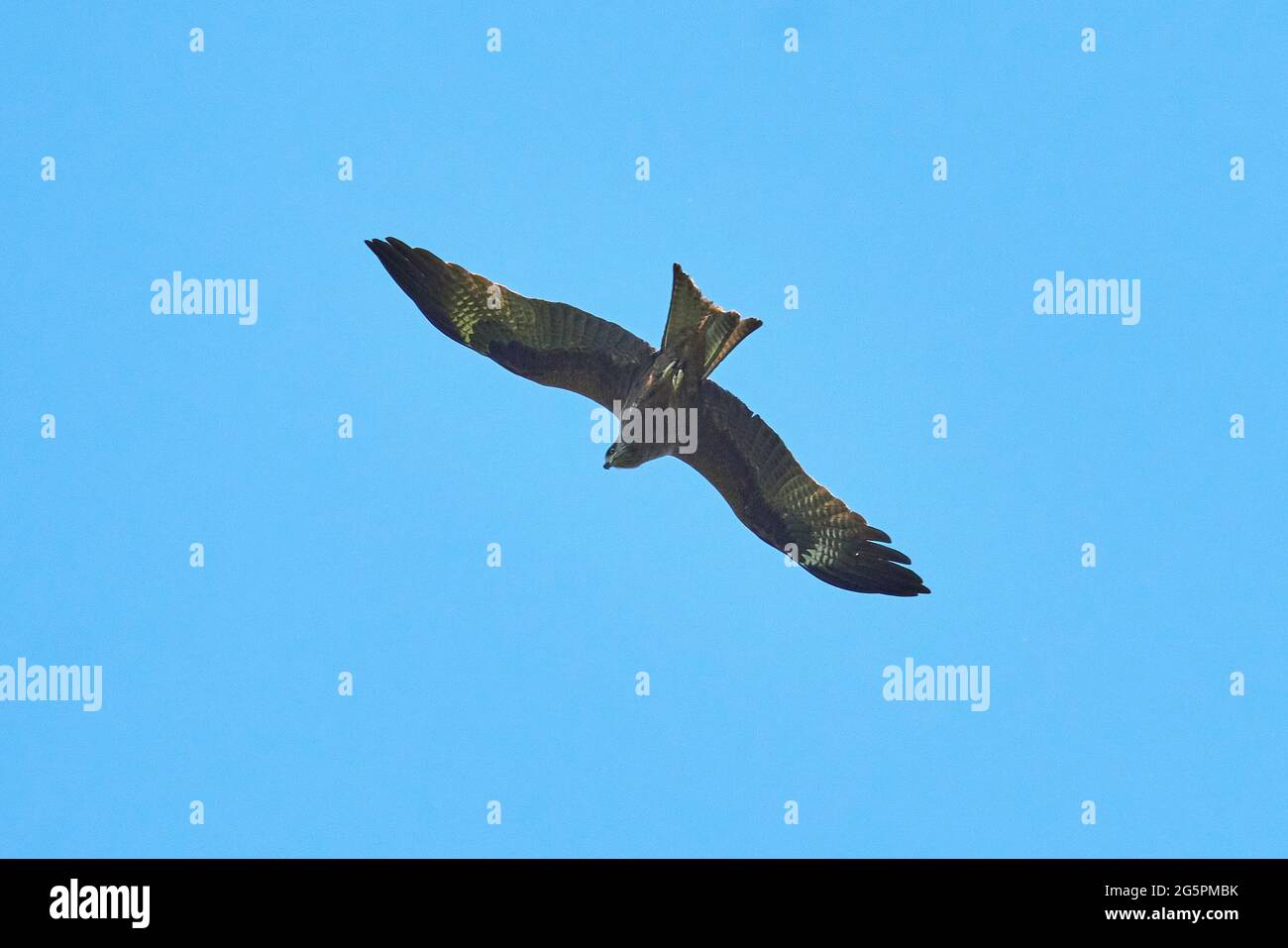 kite bird flying in the sky Stock Photo - Alamy