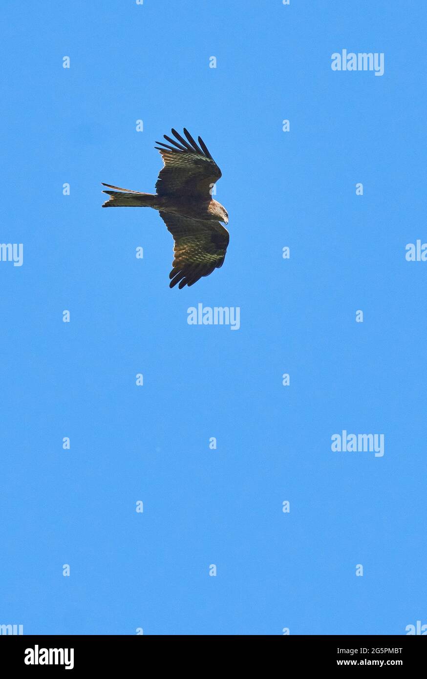 kite bird flying in the sky Stock Photo - Alamy