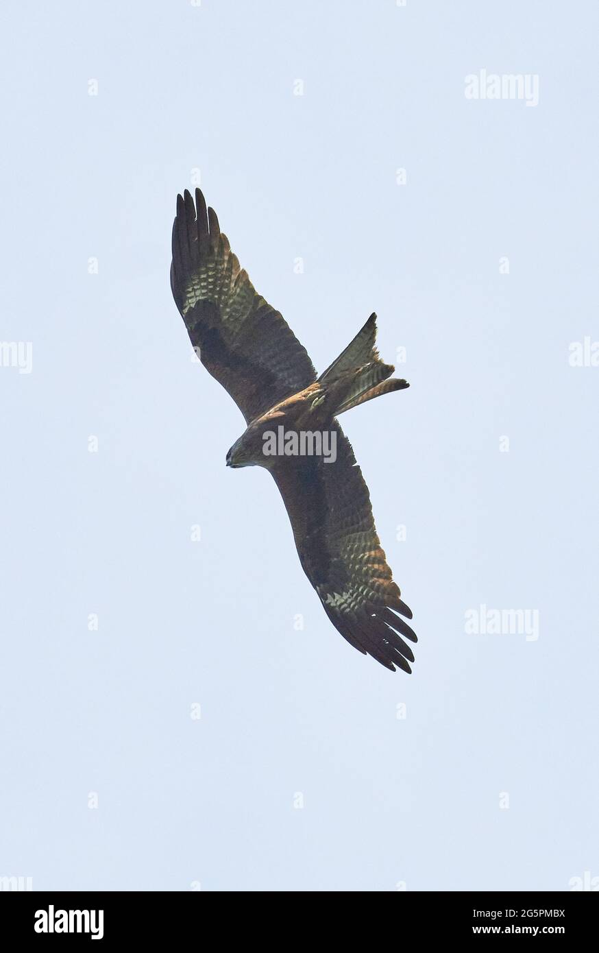 kite bird flying in the sky Stock Photo - Alamy