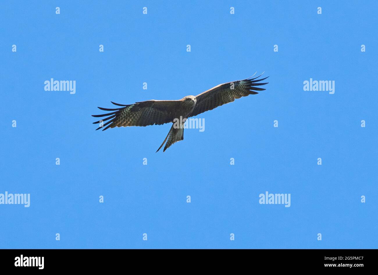 kite bird flying in the sky Stock Photo - Alamy