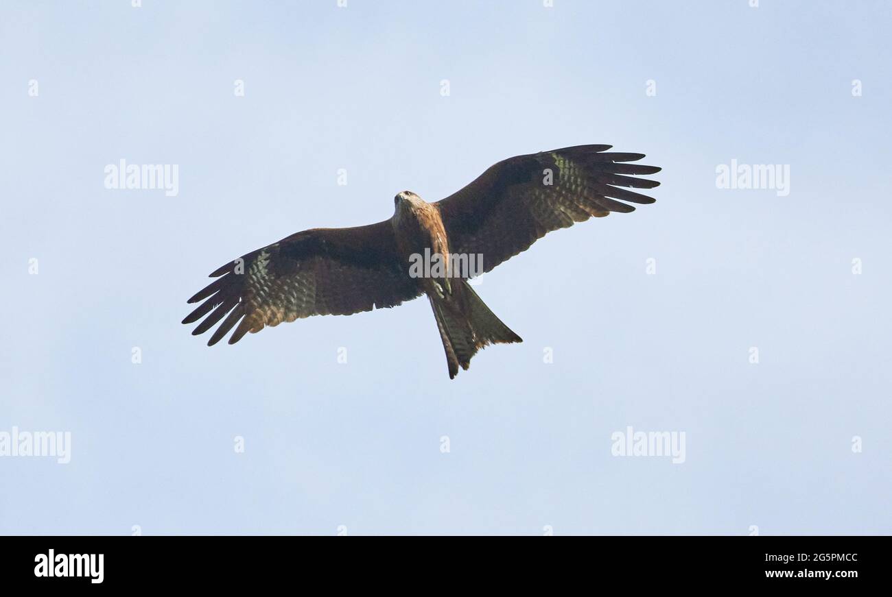 kite bird flying in the sky Stock Photo - Alamy