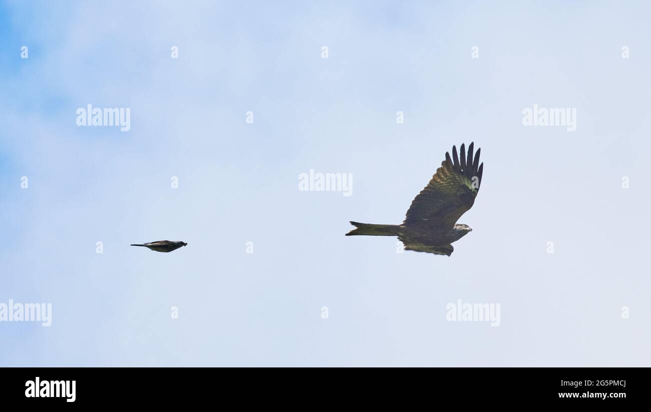 Thrush with prey hi-res stock photography and images - Alamy