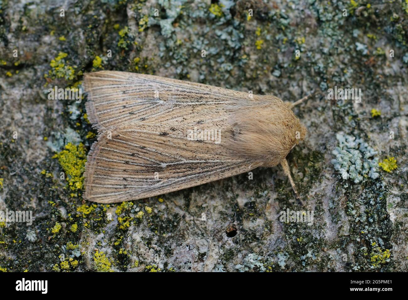 Obscure wainscot hi-res stock photography and images - Alamy