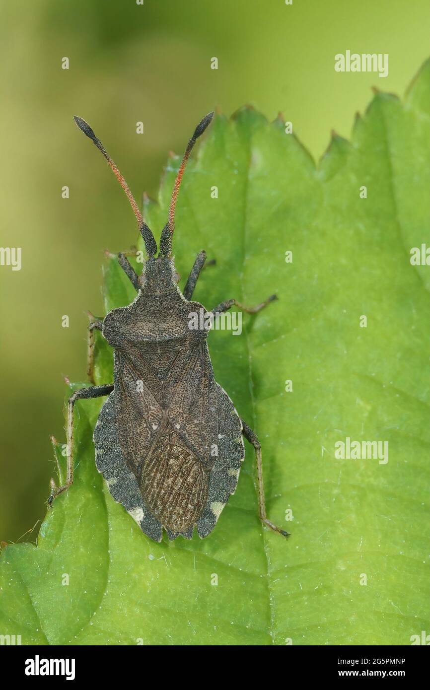Vertical closeup of the Boat bug, Enoplops captcha on a green leaf ...