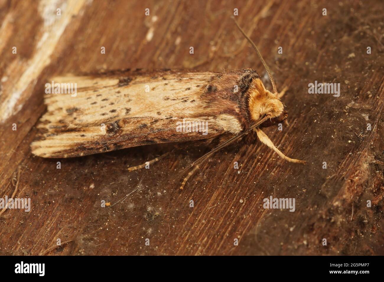 Closeup of the Shuttle-shaped Dart moth, Agrotis puta on a piece of ...