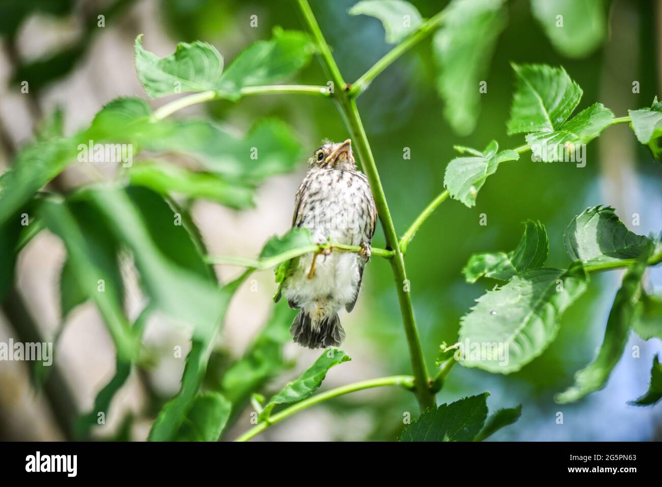 Beautiful little bird sitting on a tree branch Stock Photo - Alamy