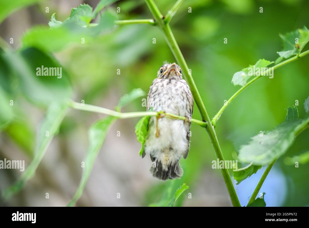 Beautiful little bird sitting on a tree branch Stock Photo - Alamy