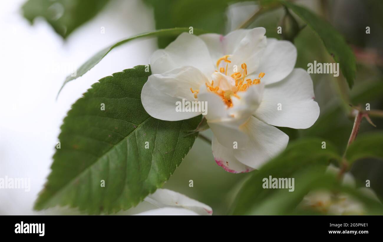 Close-up of a White Japanese Rose / Rambling Rosa Multiflora Stock ...