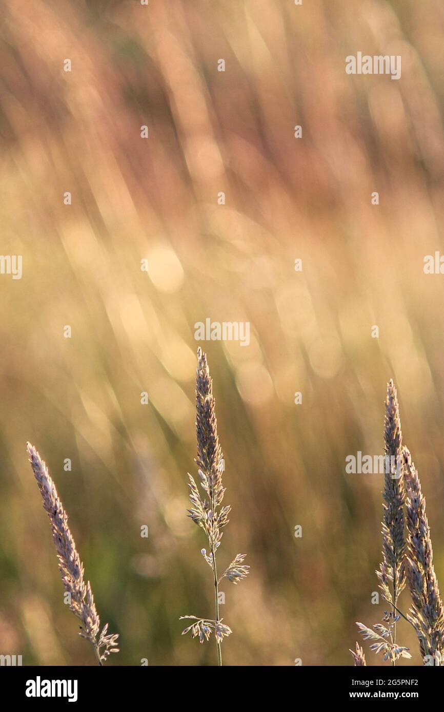 Tall fescue grass hi-res stock photography and images - Alamy