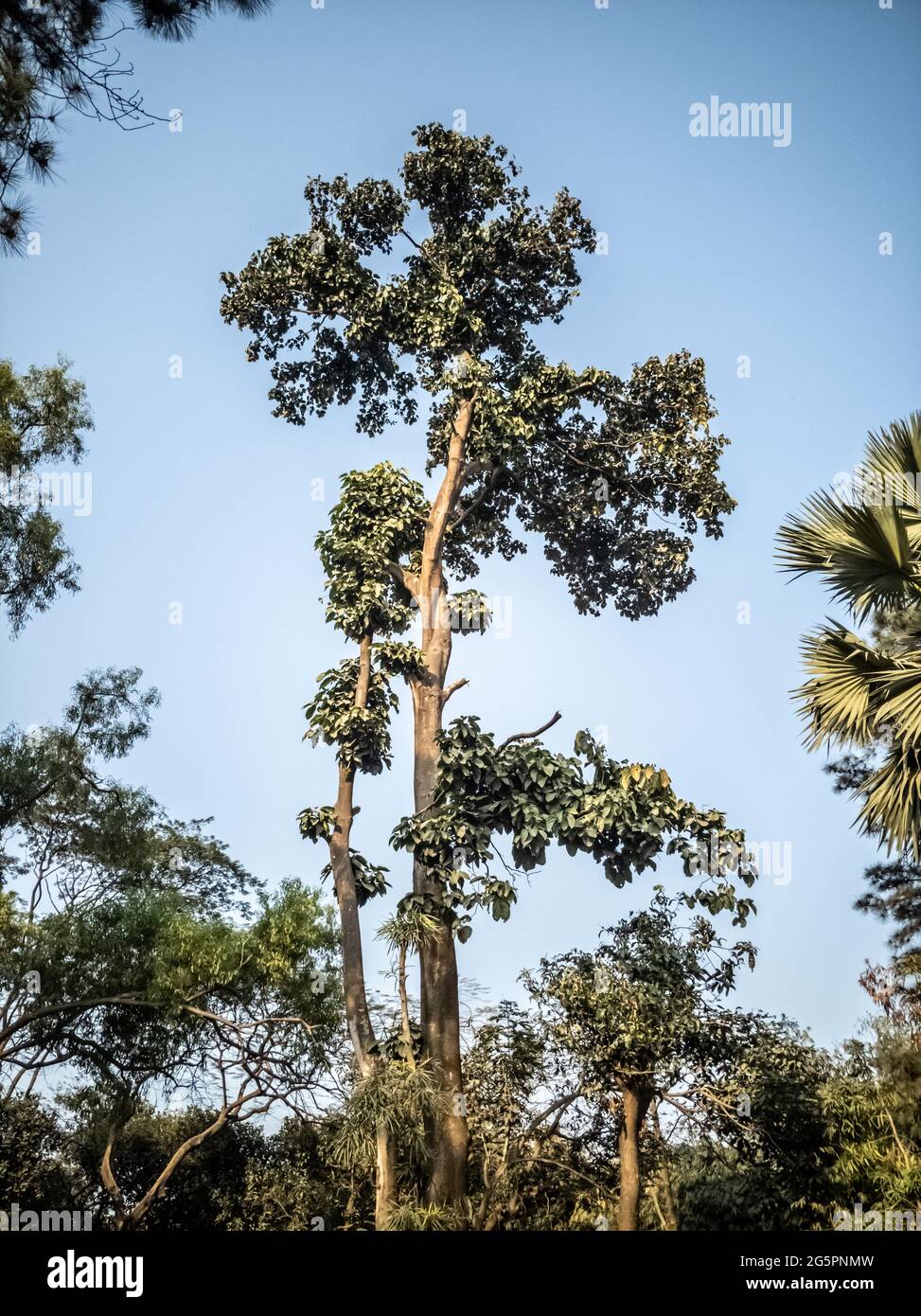 Vertical shot of tall trees in a forest Stock Photo - Alamy