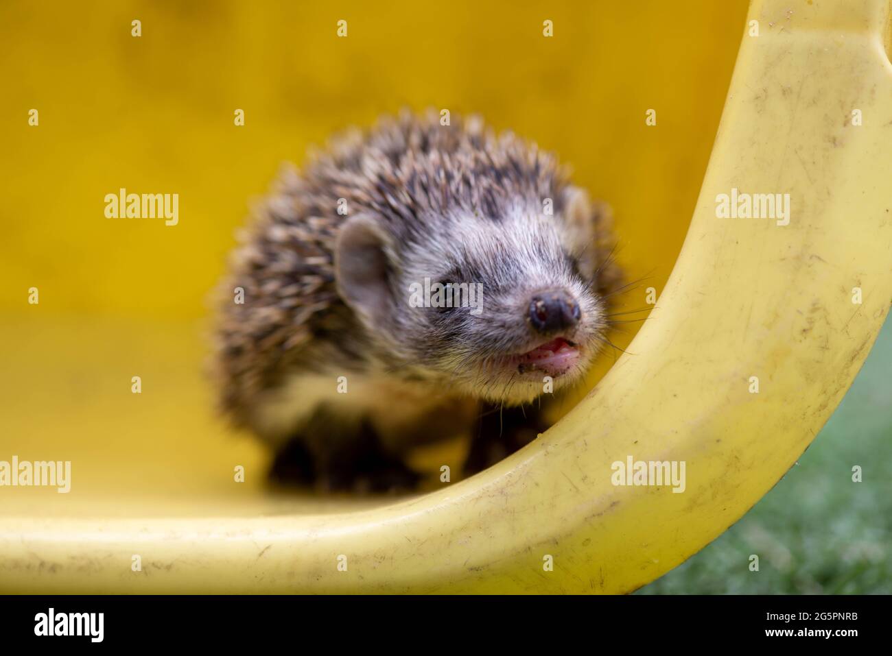 sweet hedgehog sits in a yellow basin Stock Photo - Alamy