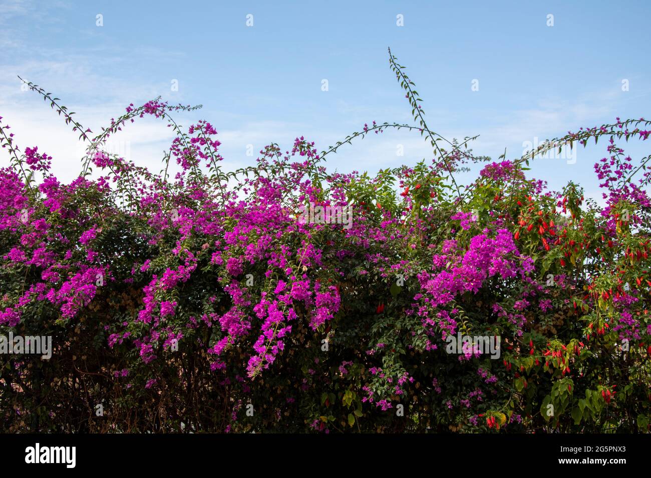 A unique close-up view of these pink flowers, which is abundant in ...