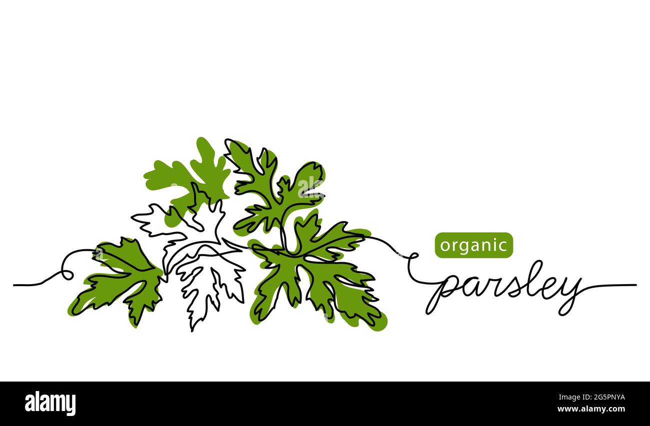 Parsley sprig, branch vector illustration, background, label design ...