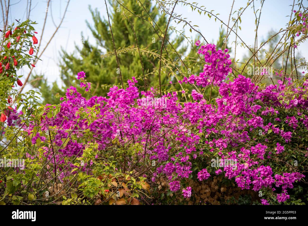 A unique close-up view of these pink flowers, which is abundant in ...