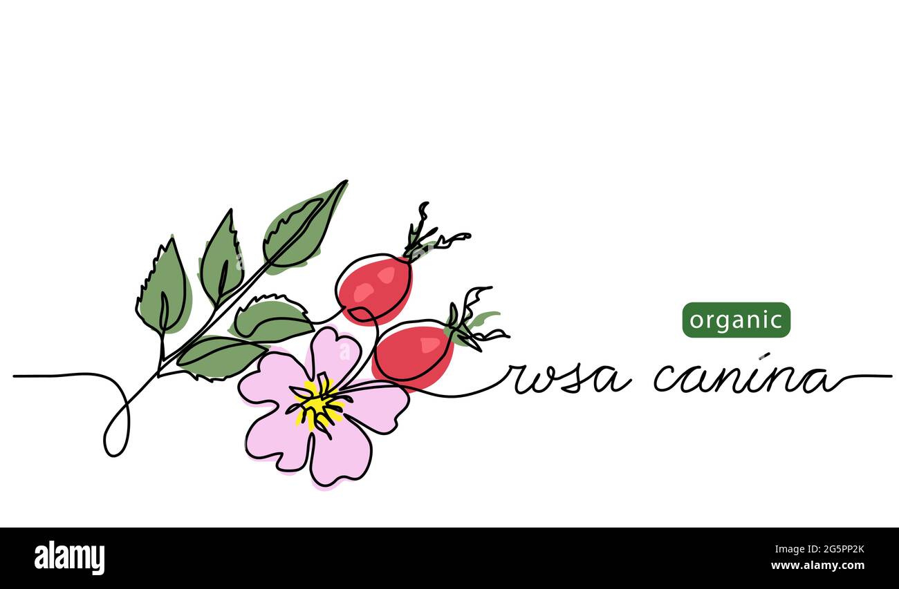 Wild rose, briar background. Dog rose branch vector illustration. Rosa ...