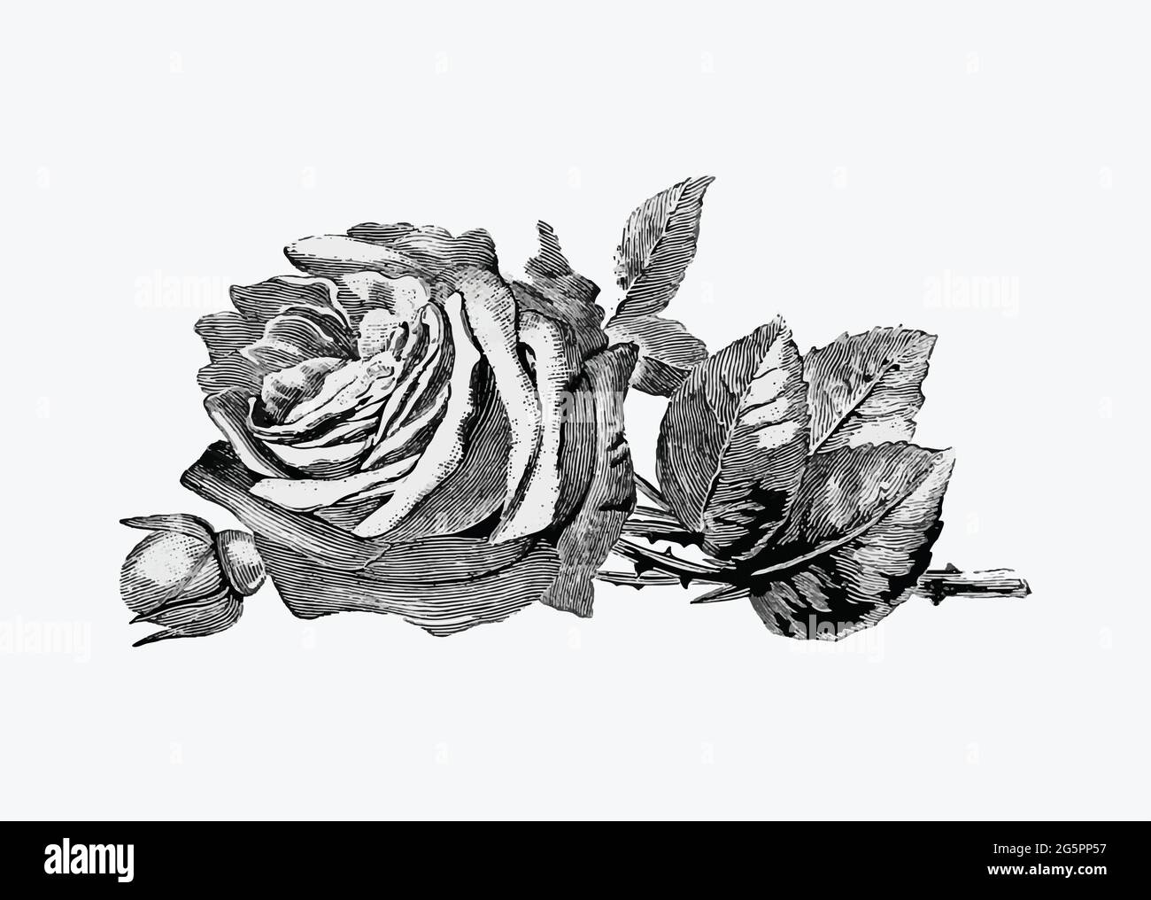 Victorian Rose Engraving High Resolution Stock Photography and Images ...