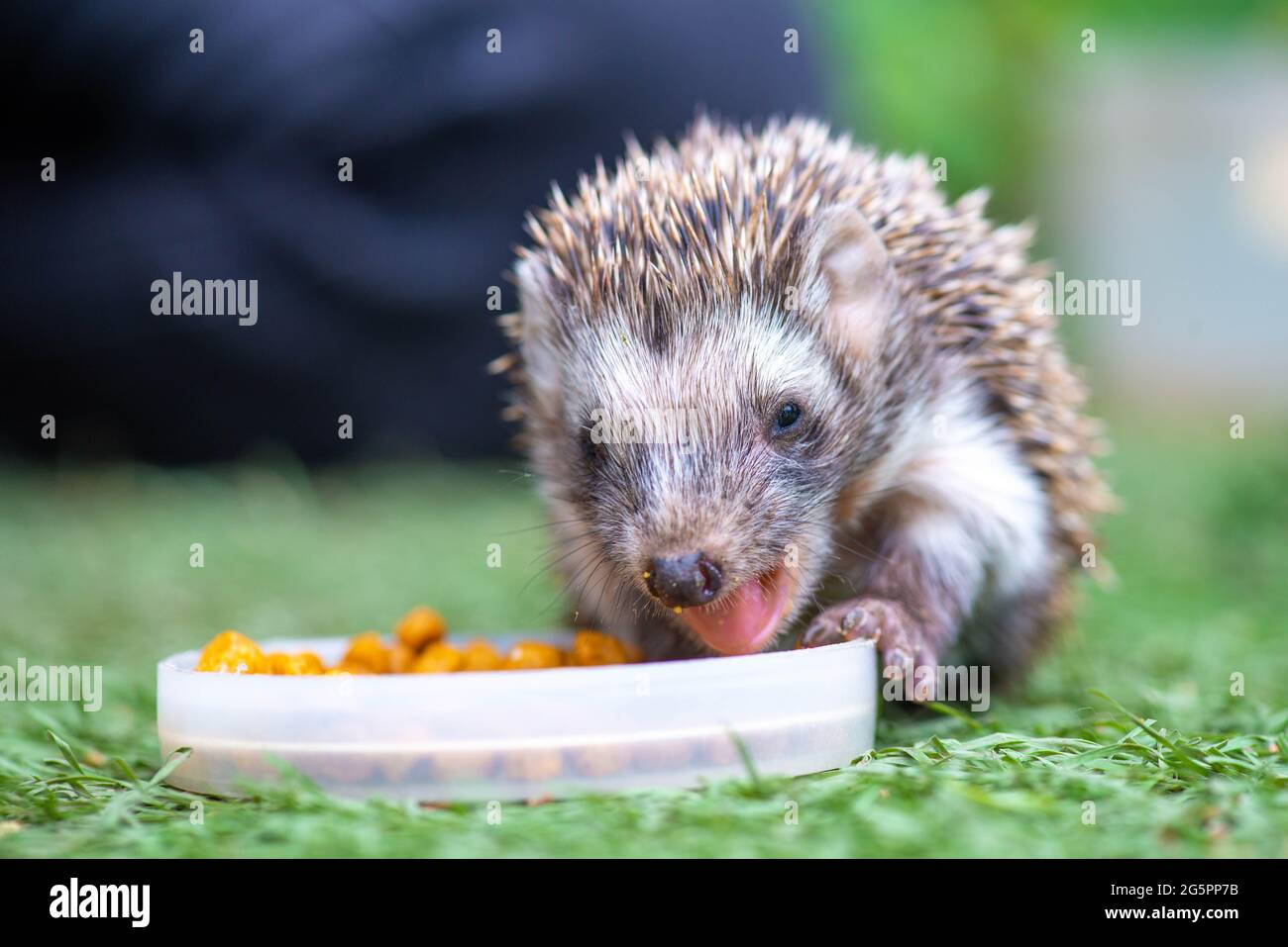 eared hedgehog eats food on green grass Stock Photo - Alamy