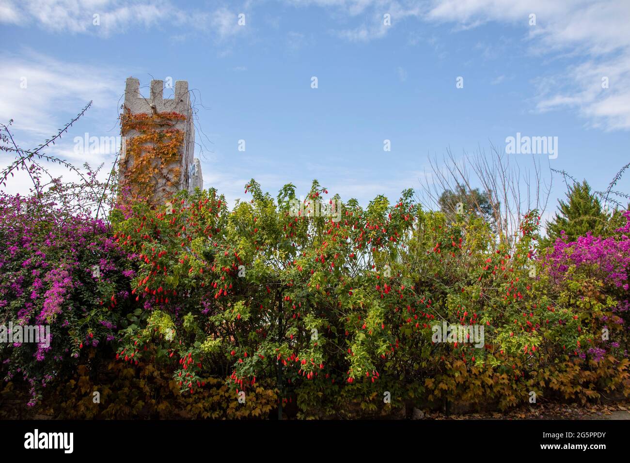 A unique close-up view of these pink flowers, which is abundant in ...