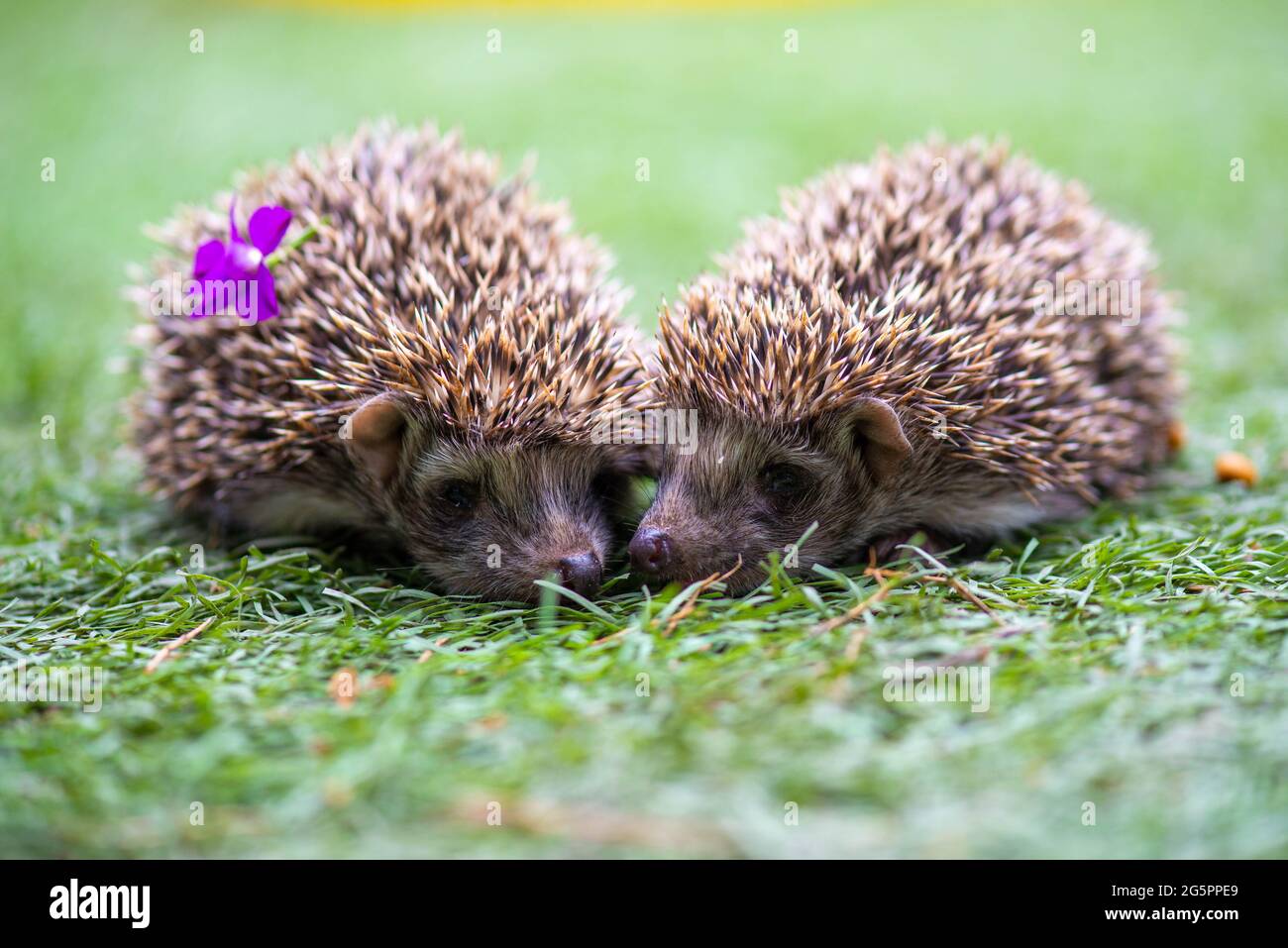 Two hedgehogs in woodland hi-res stock photography and images - Alamy