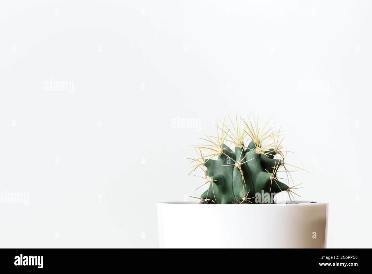 Green round cactus with long spines in a white pot on light background ...