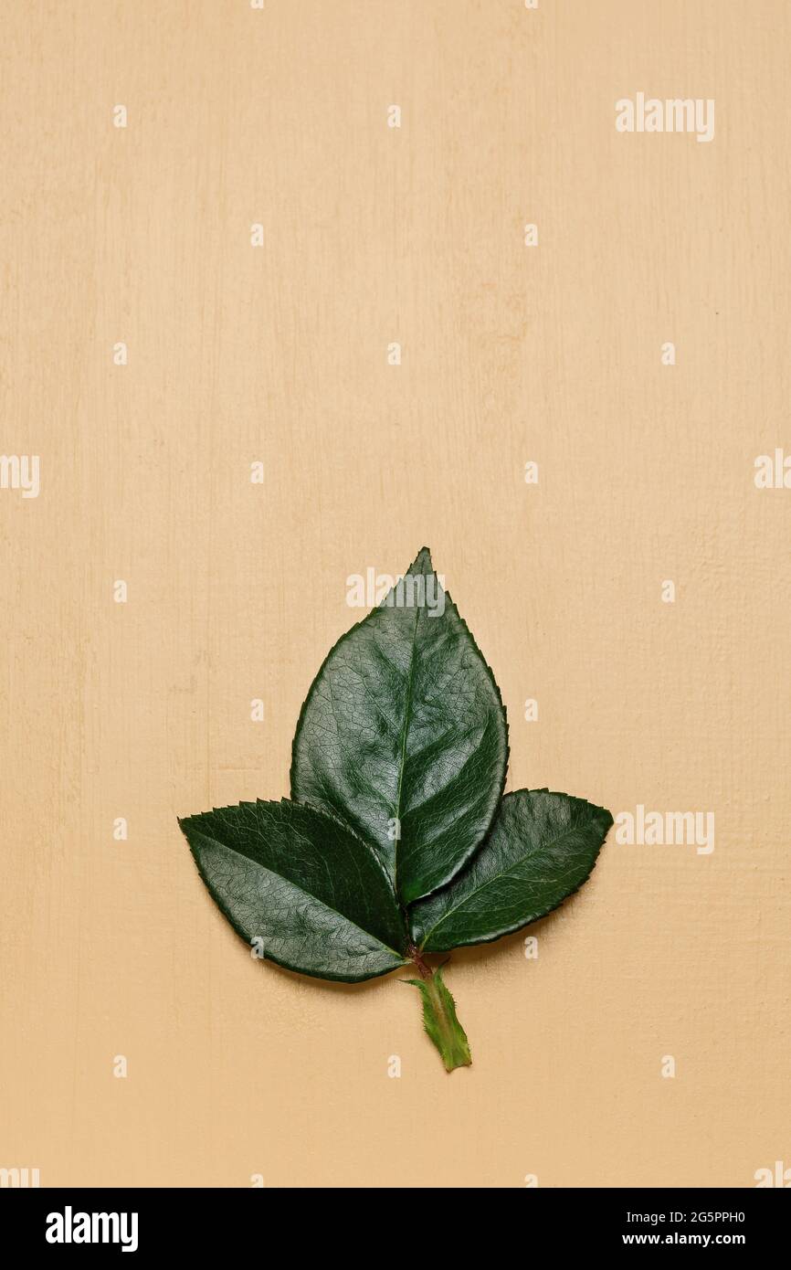 Green leaves of rose plant, nature background, natural leaf element ...