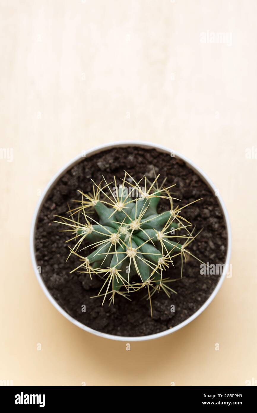 Top view of green round cactus in a pot with long spines on neutral ...