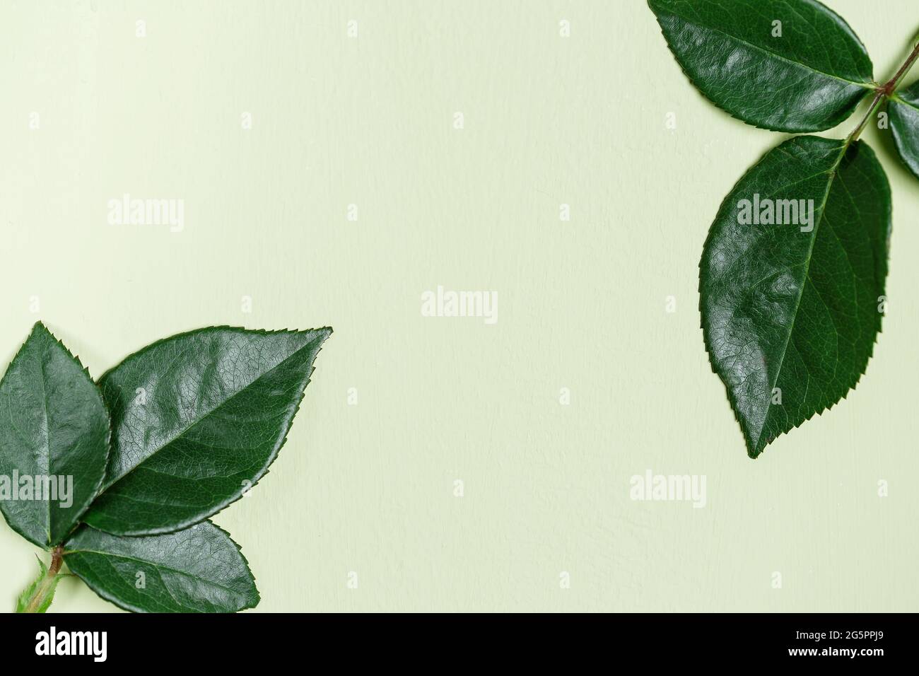 Green leaves of rose plant, nature background, natural leaf element ...