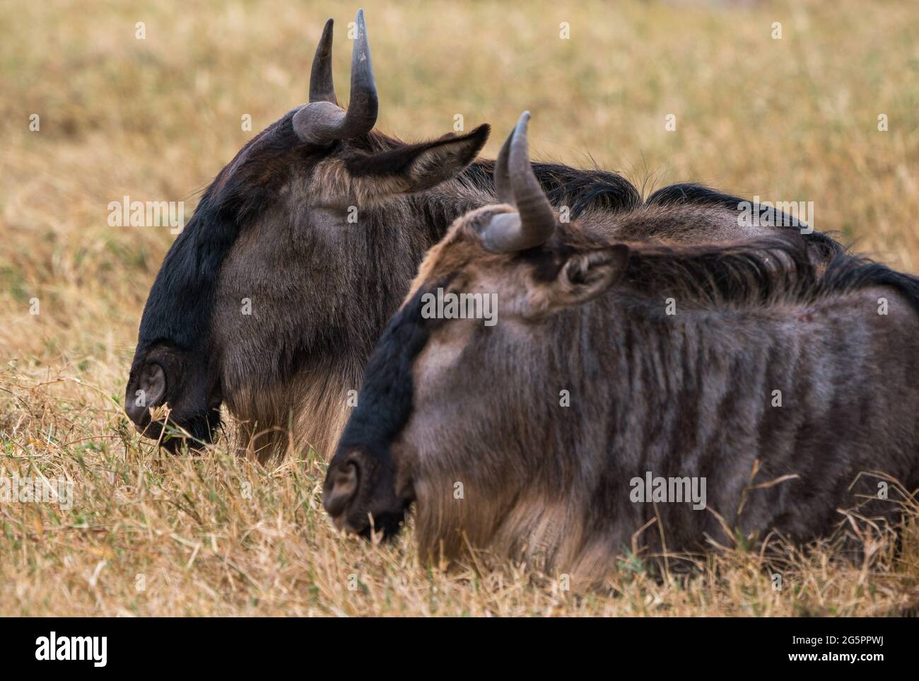 Blue wildebeest migration from Northern Serengeti Stock Photo - Alamy