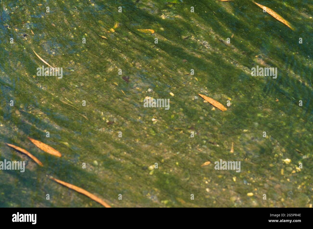 Algae On River High Resolution Stock Photography and Images - Alamy