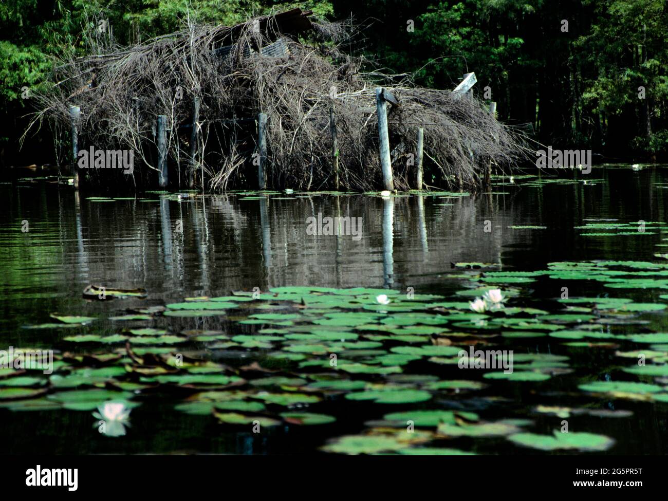 Mississippi USA Louisiana Delta Swamp Stock Photo - Alamy