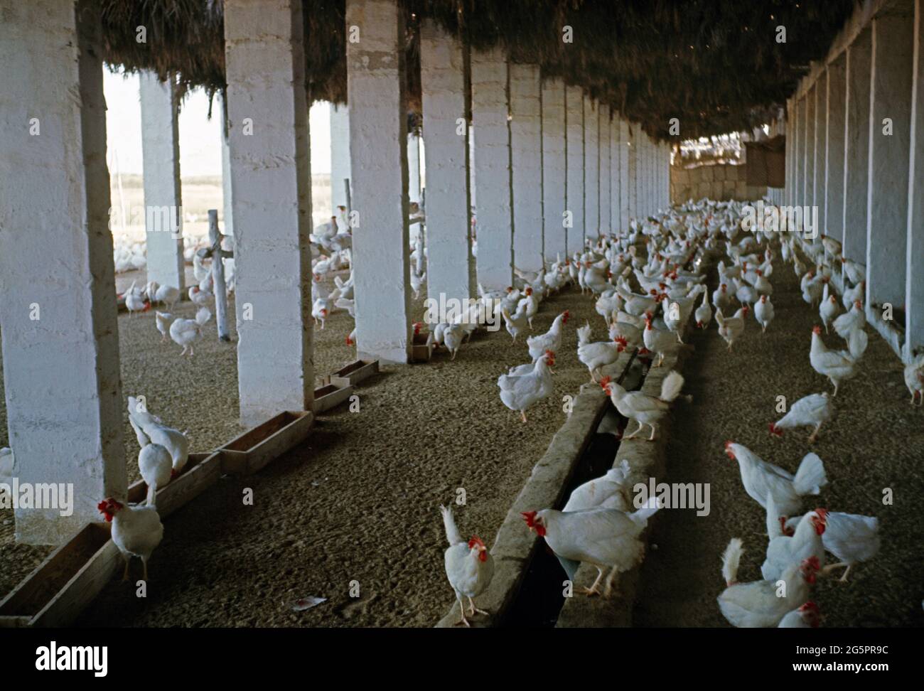 Jeddah Saudi Arabia Chickens Stock Photo - Alamy