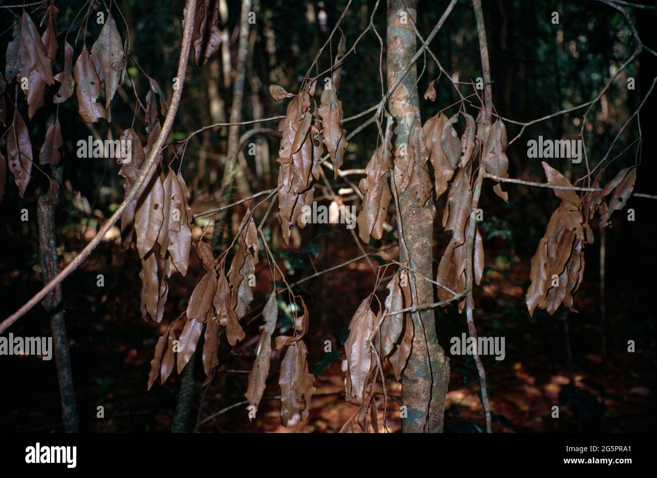 Brisbane Queensland Australia Rainforest Dead leaves on Tree Stock ...