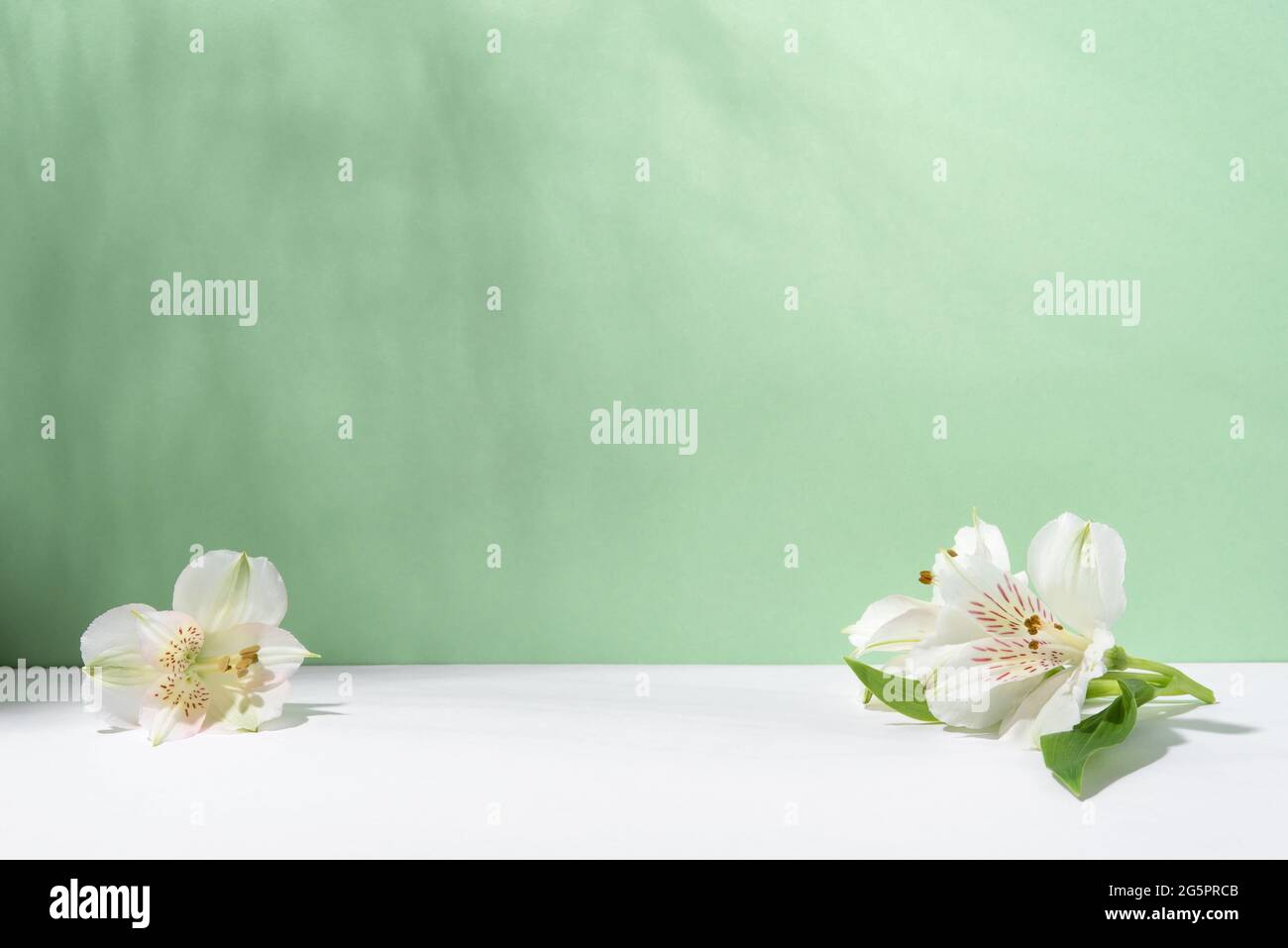 Natural light green background with white flowers Stock Photo - Alamy