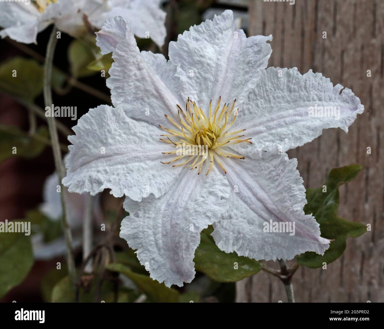 White clematis hi-res stock photography and images - Alamy