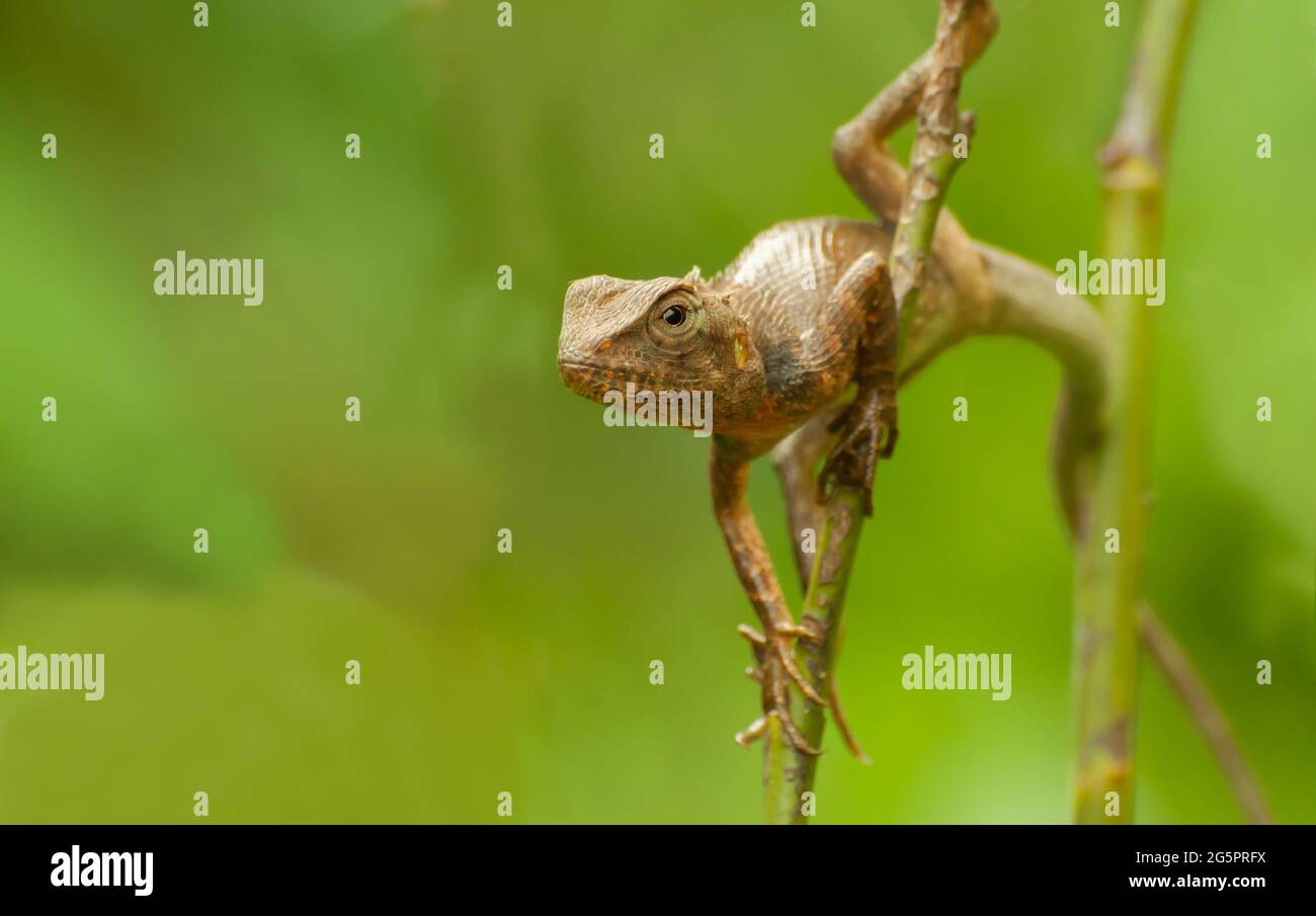 Indian gecko on a tree trunk , Bishnupur, India Stock Photo - Alamy