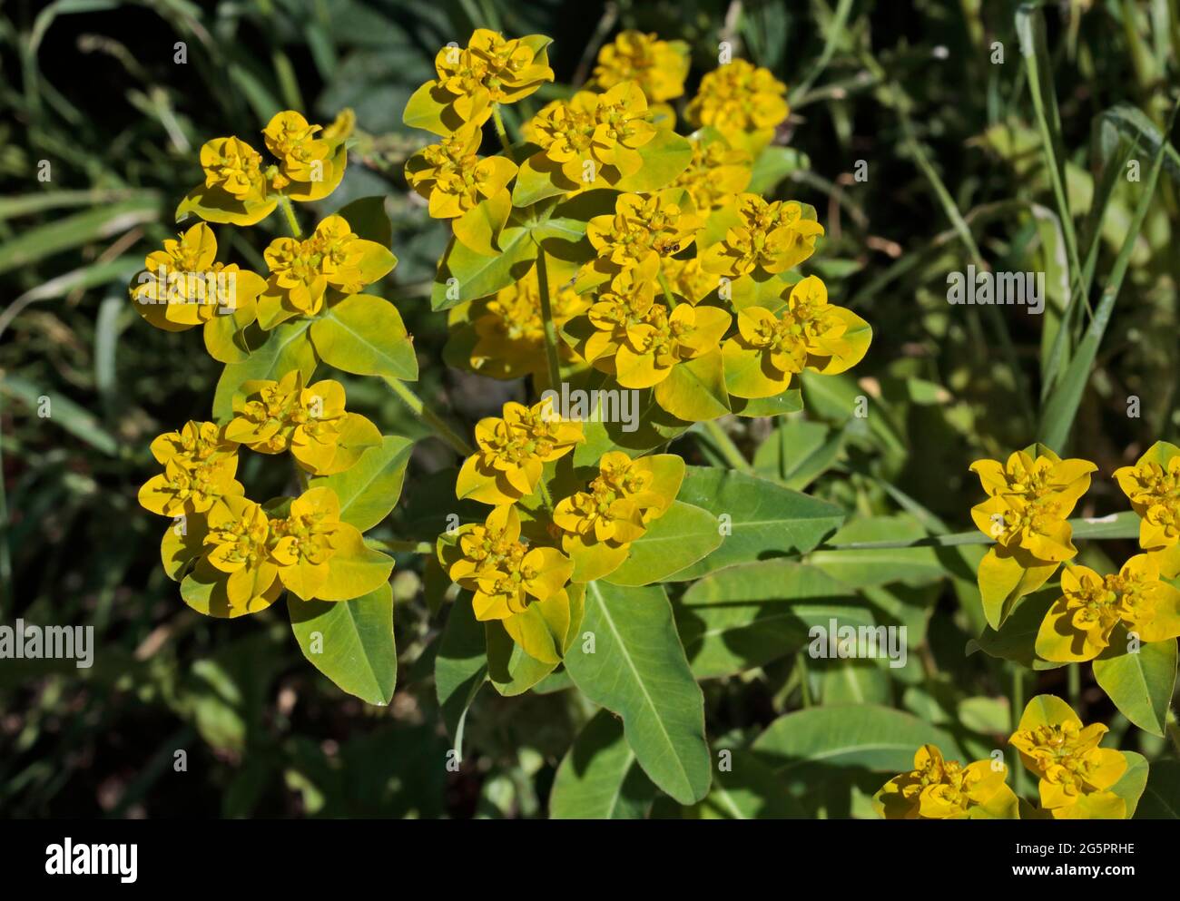 Euphorbias hi-res stock photography and images - Alamy
