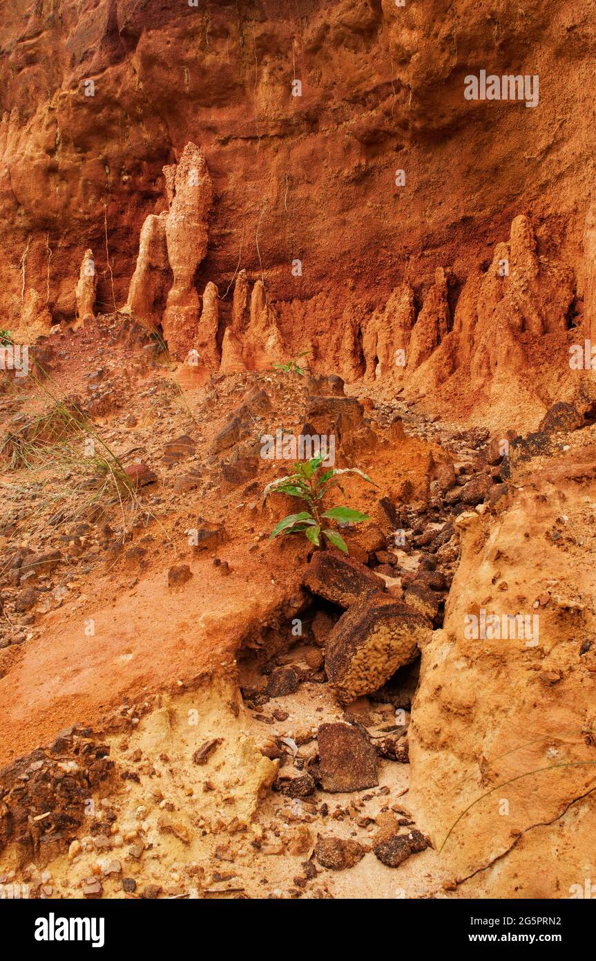 Gongoni hi-res stock photography and images - Alamy