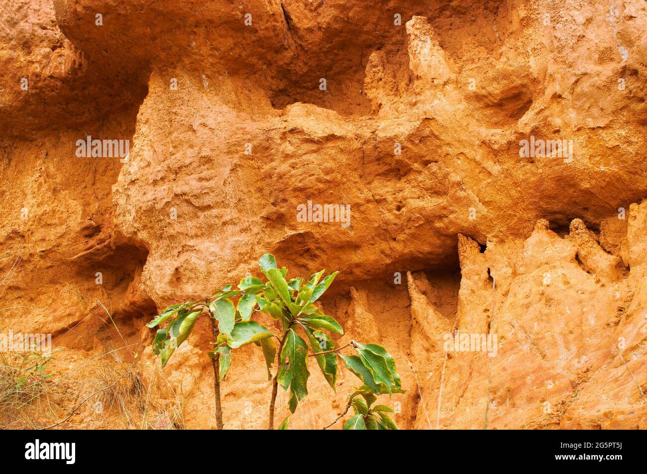 gongoni, called "grand canyon" of west bengal, gorge of red soil, India ...