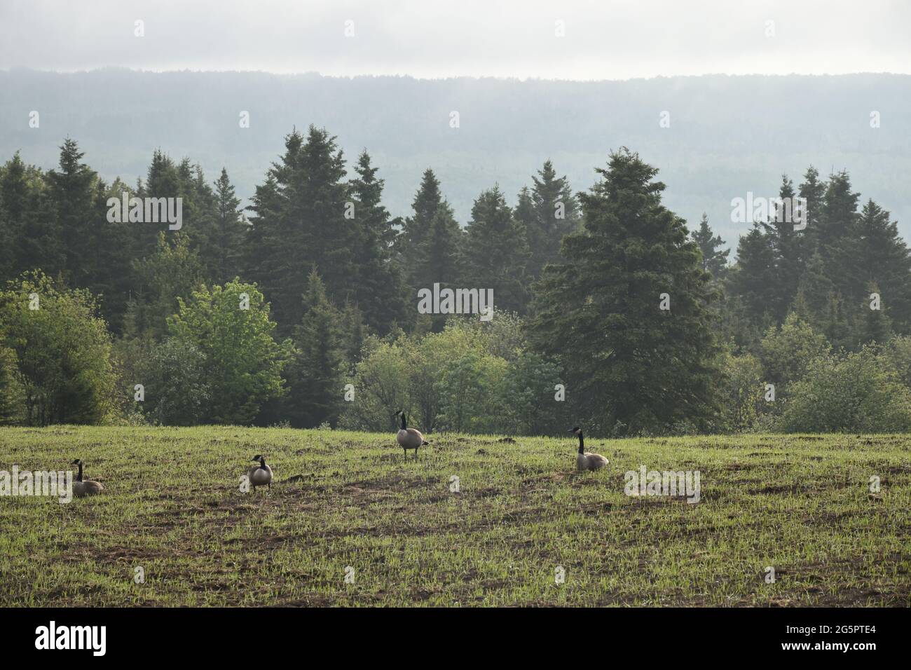 Geese in a field in spring Stock Photo - Alamy